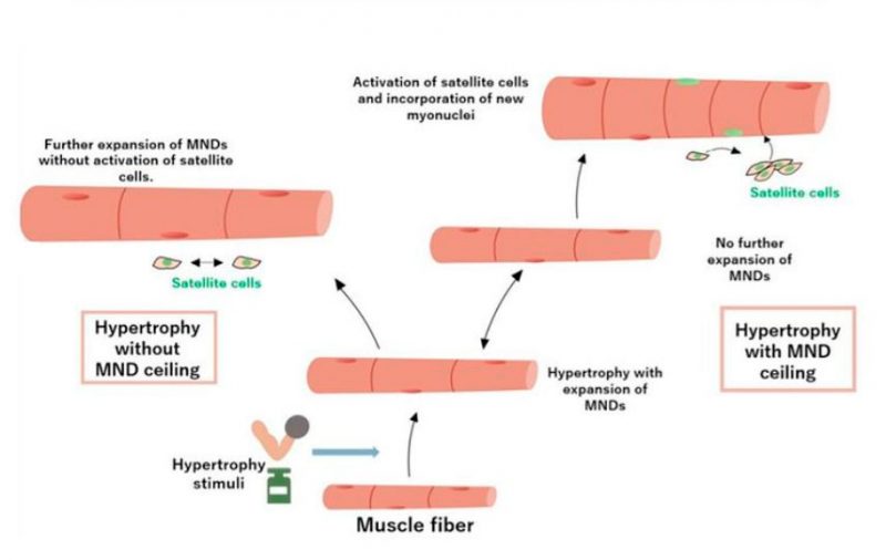 Cosas que no sabías sobre la hipertrofia muscular | I. Galancho