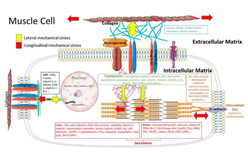 Cosas que no sabías sobre la hipertrofia muscular | I. Galancho