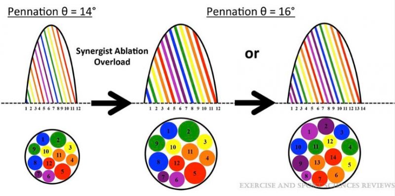 Cosas que no sabías sobre la hipertrofia muscular | I. Galancho