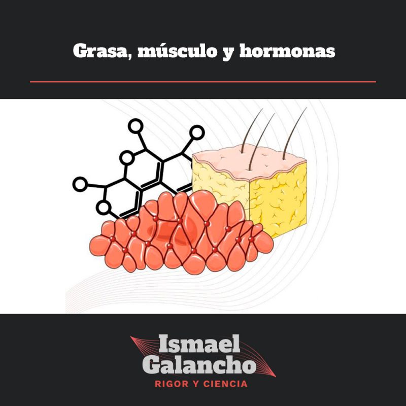 Grasa, músculo y hormonas ¿Qué relación tienen?