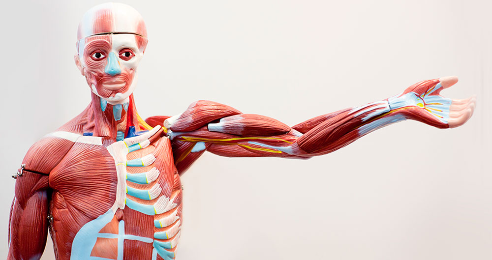 Catabolismo Muscular: qué es y diferencia con el anabolismo